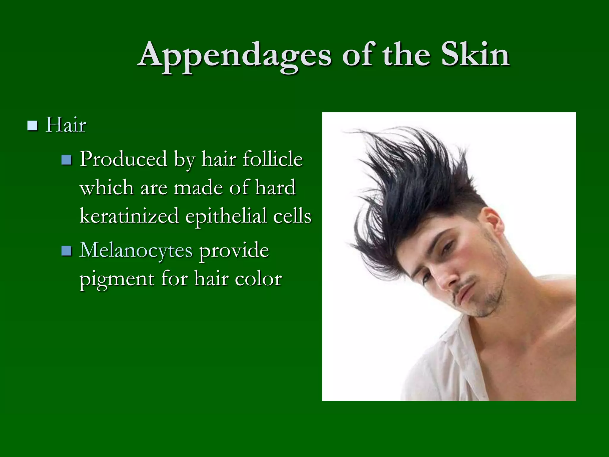 skin and appendages Histology | PPT