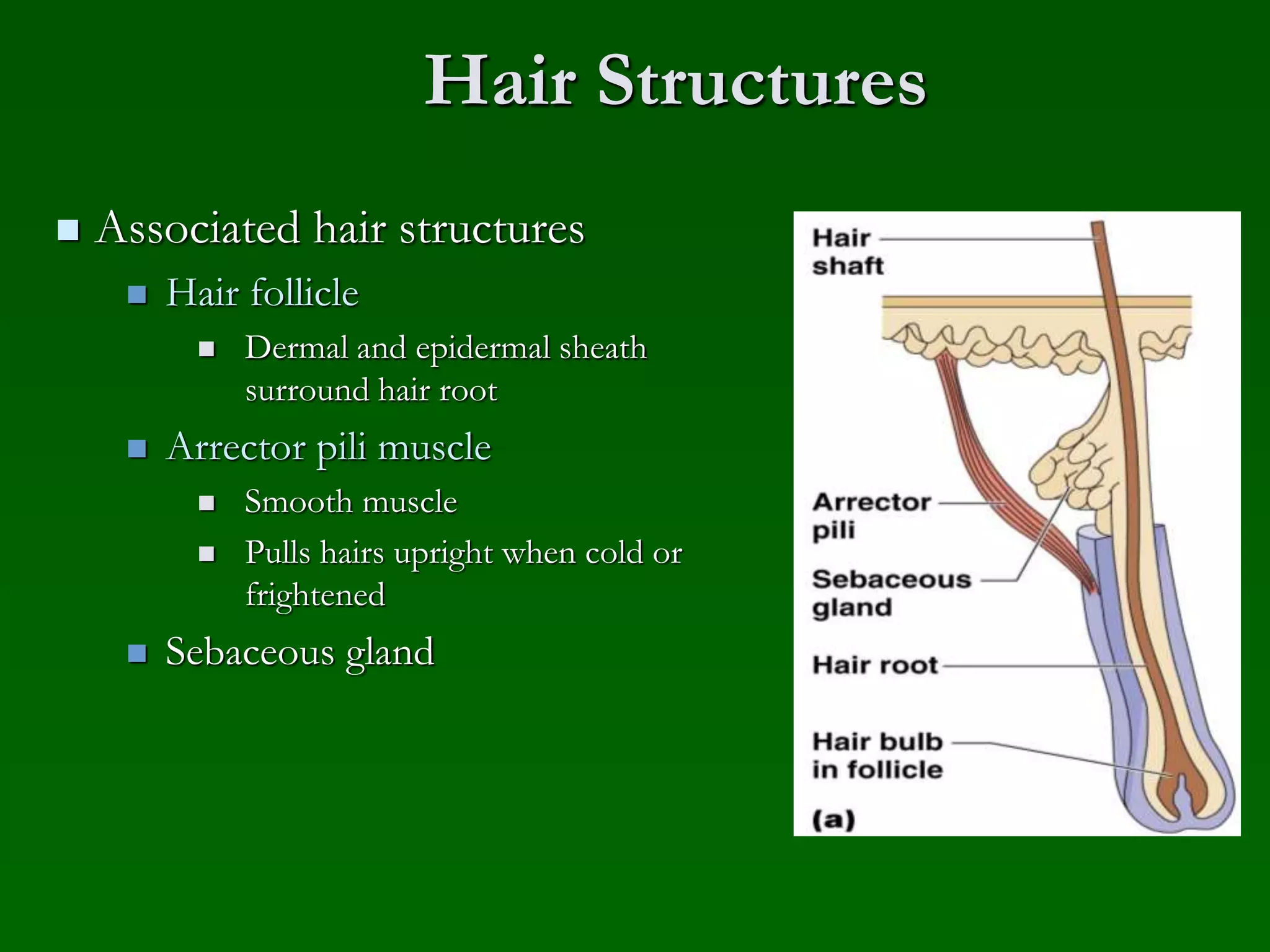 skin and appendages Histology | PPT