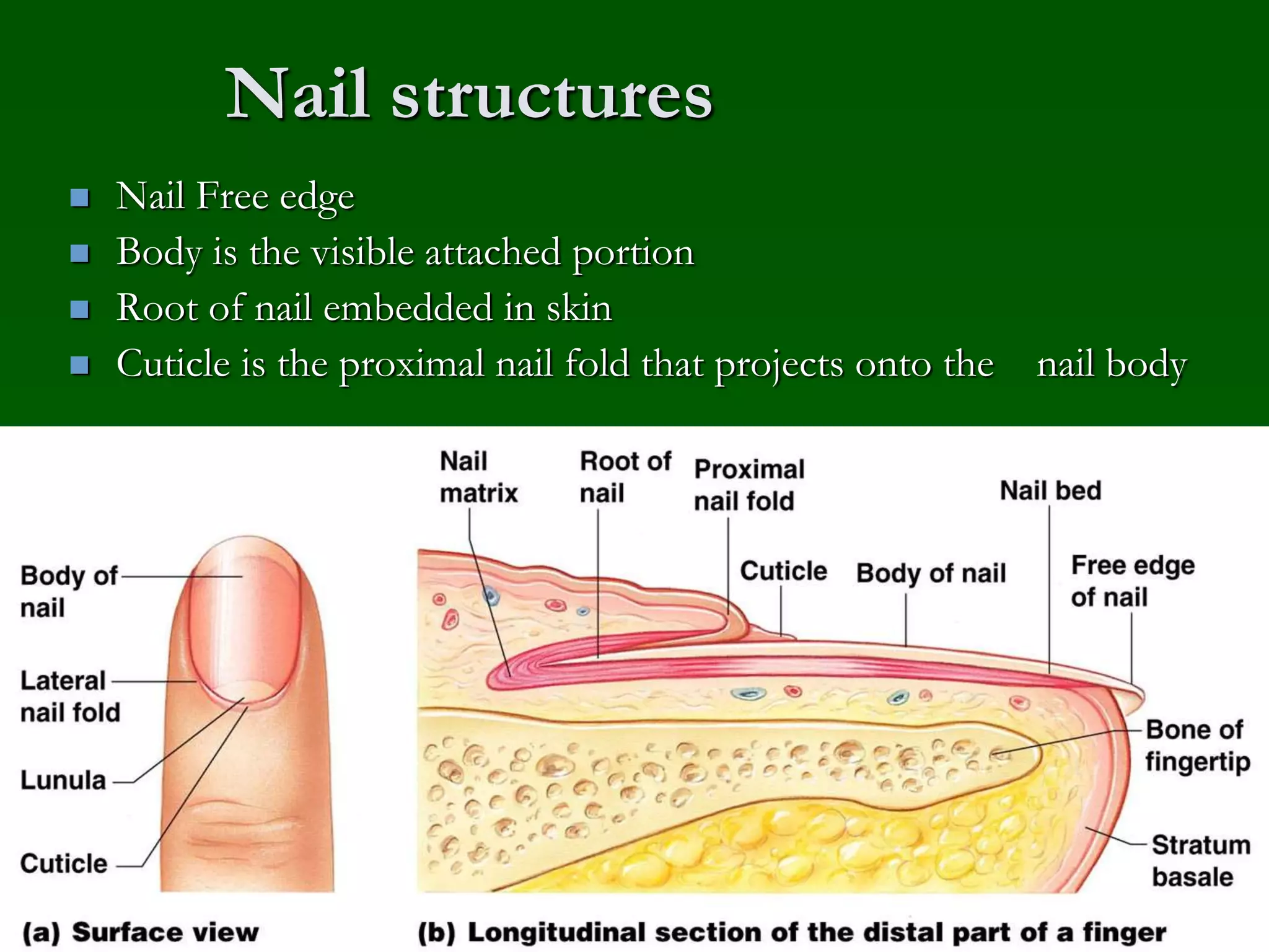 skin and appendages Histology | PPT