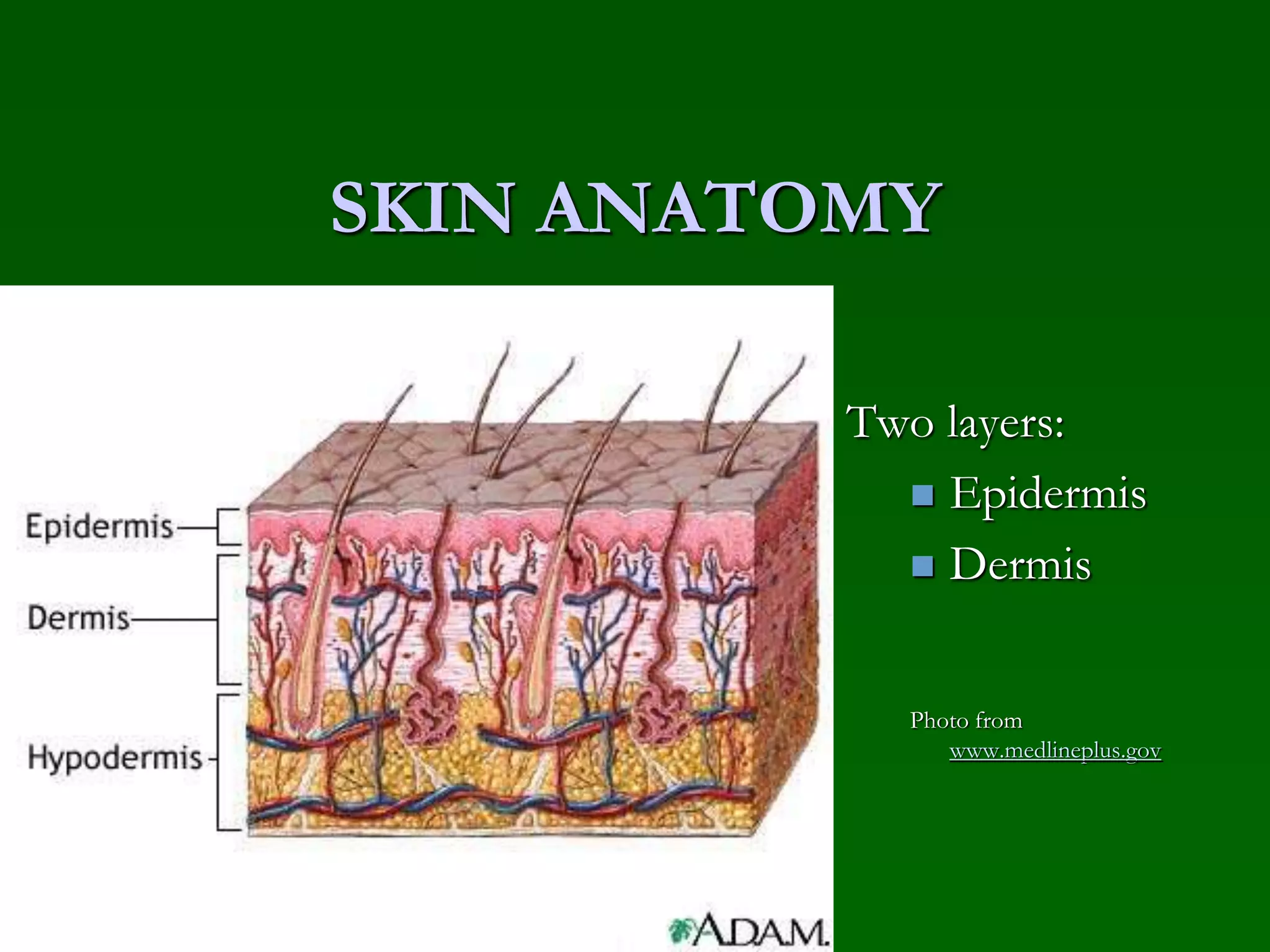 skin and appendages Histology | PPT