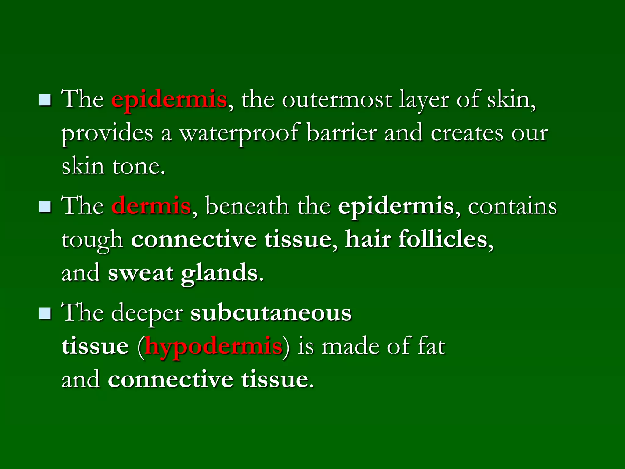 skin and appendages Histology | PPT