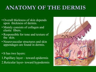 skin and appendages Histology | PPT