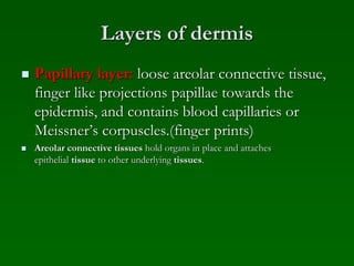 skin and appendages Histology | PPT