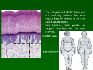 skin and appendages Histology | PPT