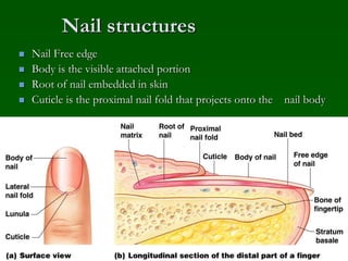 skin and appendages Histology | PPT