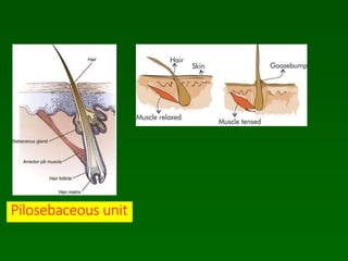 skin and appendages Histology | PPT