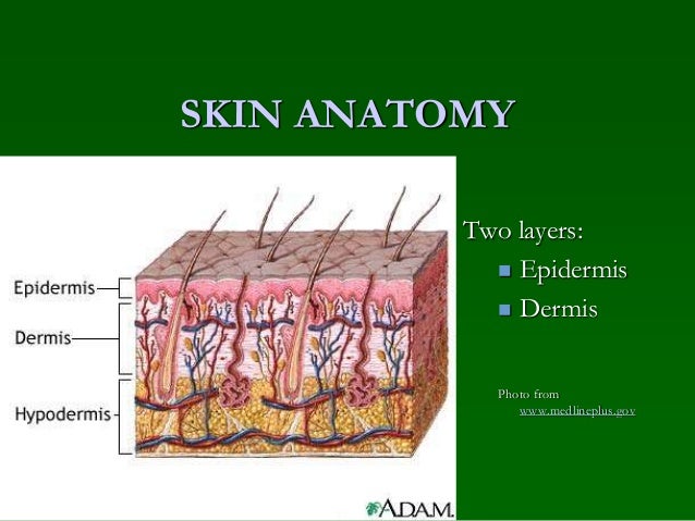 skin and appendages Histology