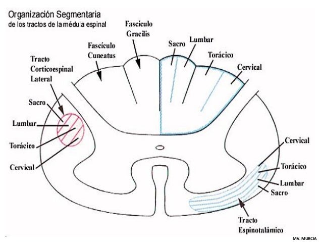 6.snc.médula espinal.