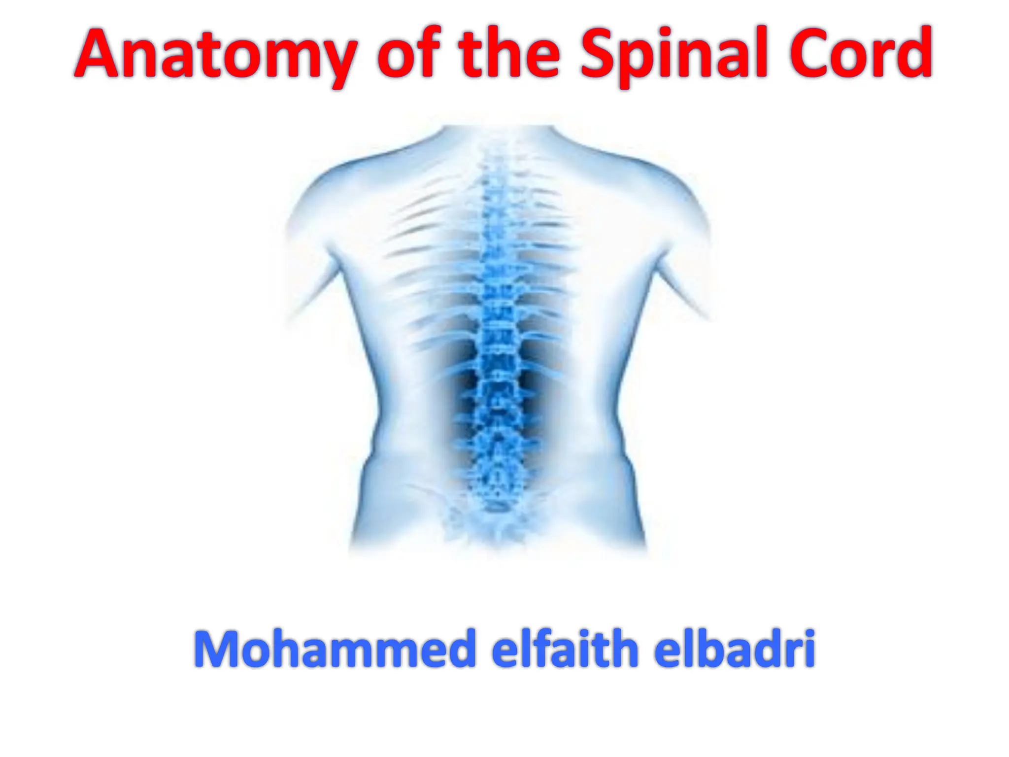 6-Spinal-Cord.pdf579854279076431146890007646743247 | PPT