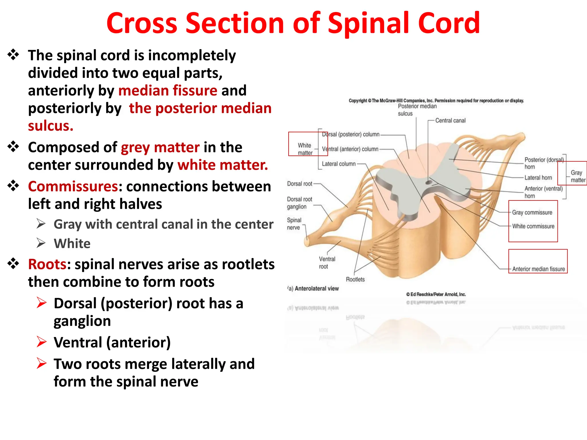 6-Spinal-Cord.pdf579854279076431146890007646743247 | PPT