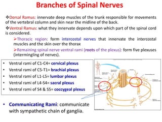 6-Spinal-Cord.pdf579854279076431146890007646743247 | PPT