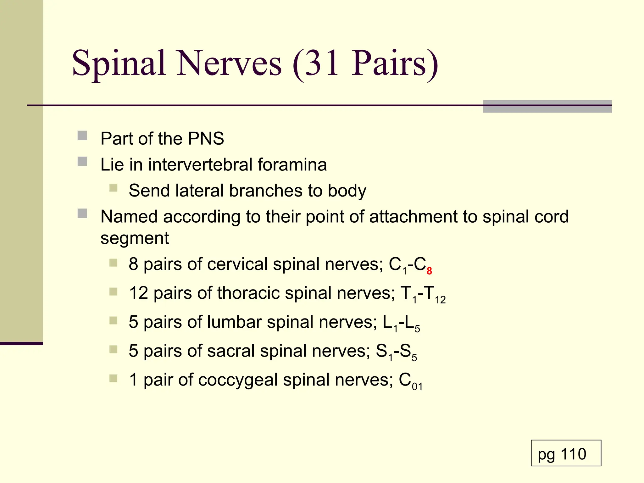 6 - Spinal Cord + Nerves Anatomy Grays.ppt