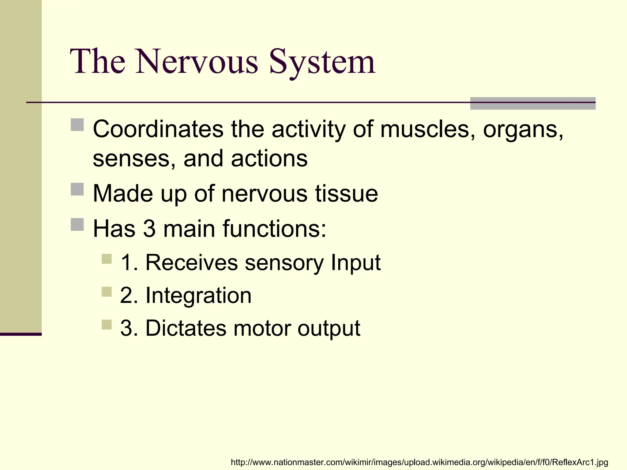 6 - Spinal Cord + Nerves Anatomy Grays.ppt
