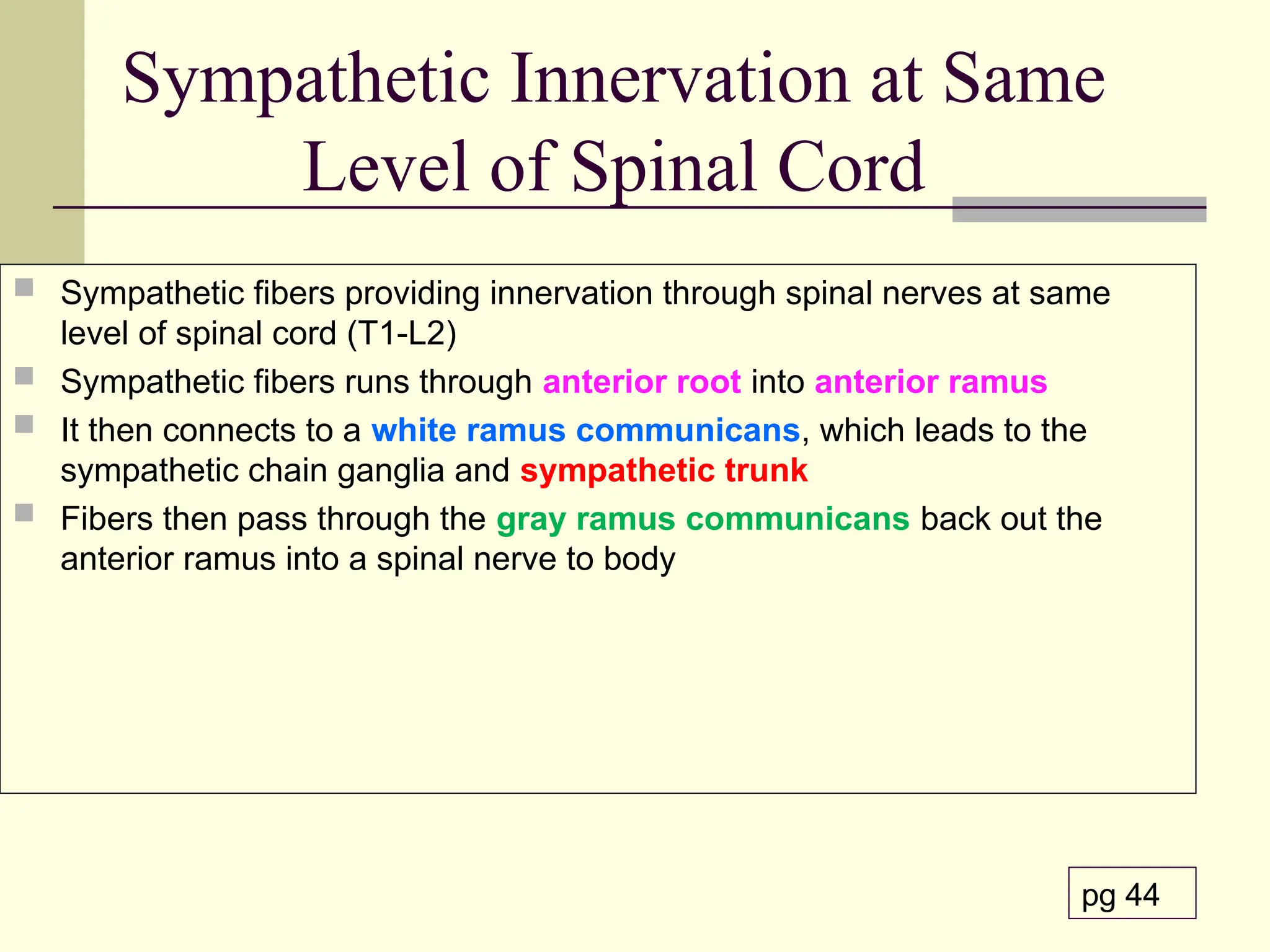 6 - Spinal Cord + Nerves Anatomy Grays.ppt