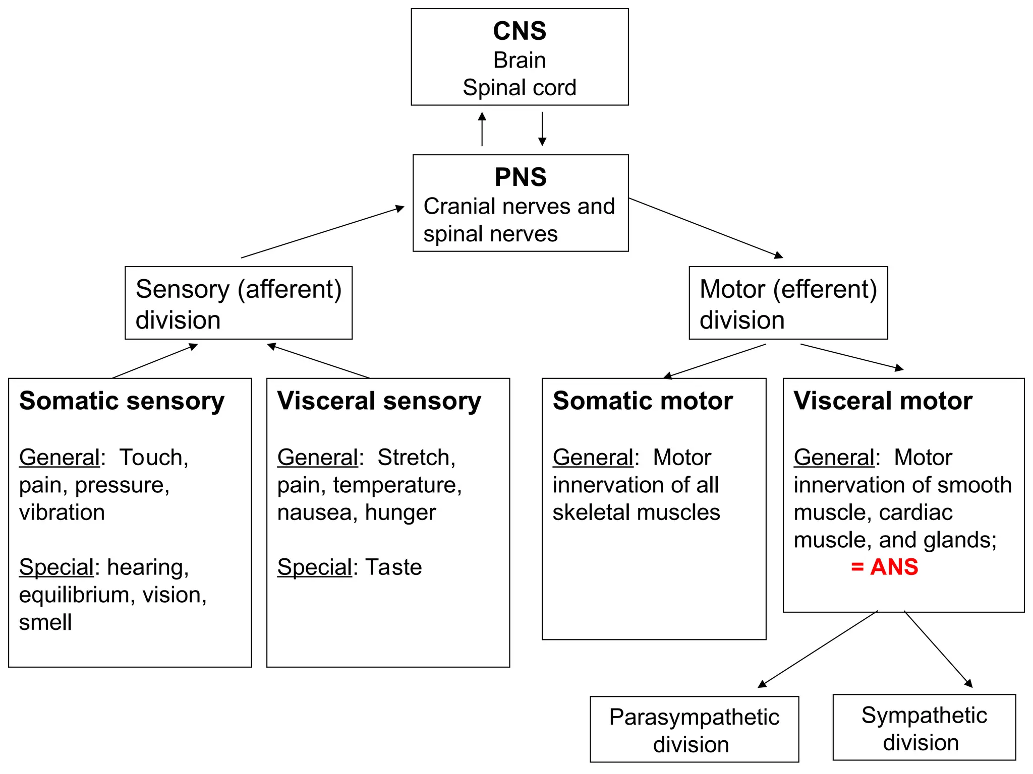 6 - Spinal Cord + Nerves Anatomy Grays.ppt