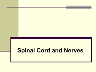 6 - Spinal Cord + Nerves Anatomy Grays.ppt