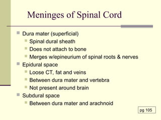 6 - Spinal Cord + Nerves Anatomy Grays.ppt