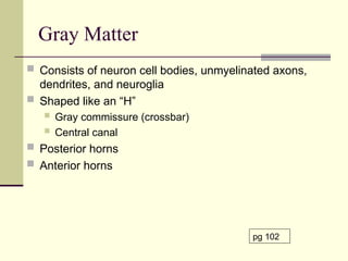 6 - Spinal Cord + Nerves Anatomy Grays.ppt