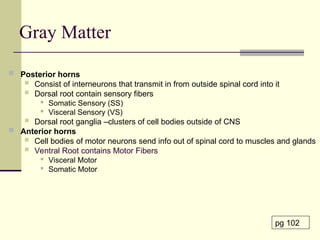 6 - Spinal Cord + Nerves Anatomy Grays.ppt