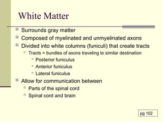 6 - Spinal Cord + Nerves Anatomy Grays.ppt