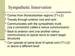 6 - Spinal Cord + Nerves Anatomy Grays.ppt