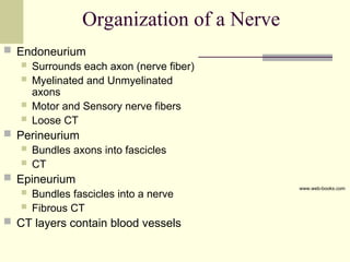 6 - Spinal Cord + Nerves Anatomy Grays.ppt