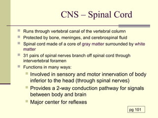 6 - Spinal Cord + Nerves Anatomy Grays.ppt