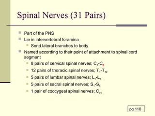 6 - Spinal Cord + Nerves Anatomy Grays.ppt