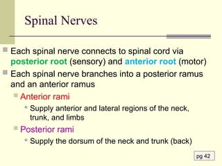 6 - Spinal Cord + Nerves Anatomy Grays.ppt