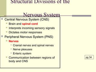 6 - Spinal Cord + Nerves Anatomy Grays.ppt
