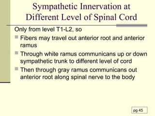 6 - Spinal Cord + Nerves Anatomy Grays.ppt