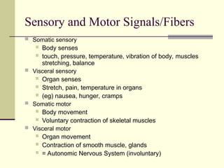 6 - Spinal Cord + Nerves Anatomy Grays.ppt