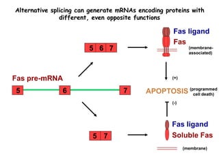 6-splicing-1-1.ppt | Programming Languages | Computing