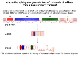 6-splicing-1-1.ppt