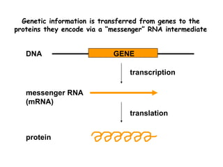 6-splicing-1-1.ppt | Programming Languages | Computing