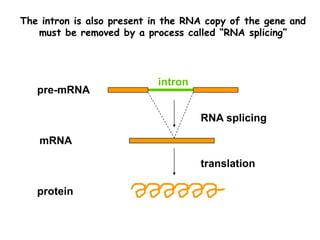 6-splicing-1-1.ppt | Programming Languages | Computing
