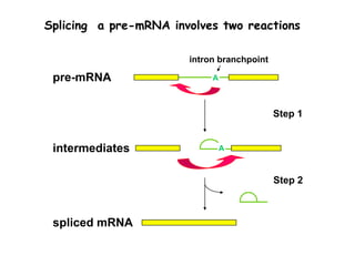 6-splicing-1-1.ppt | Programming Languages | Computing