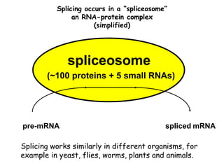 6-splicing-1-1.ppt | Programming Languages | Computing