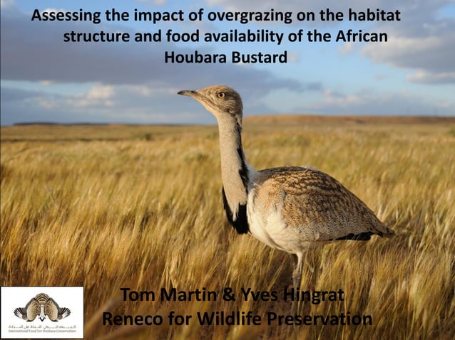 Assessing the impact of overgrazing on the habitat structure and food ...