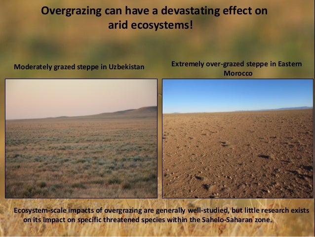Assessing the impact of overgrazing on the habitat structure and food…
