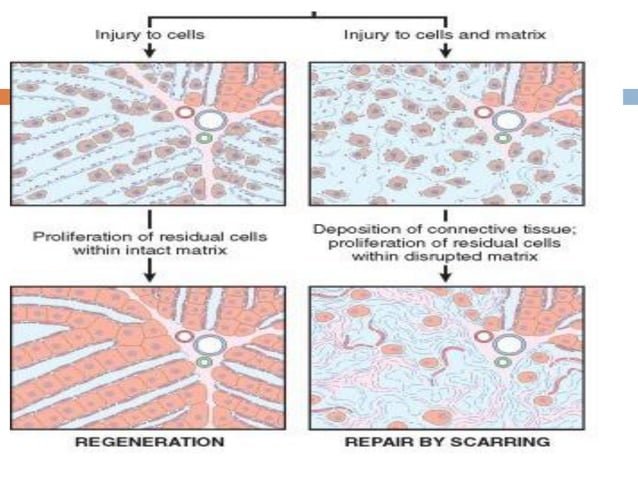 6. stem cells+regeneration dr ashutosh kumar | PPT