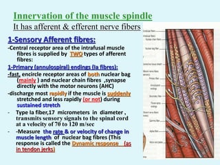 6-stretch reflex...................................... | PPT