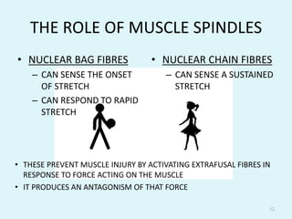 6-stretch reflex...................................... | PPT