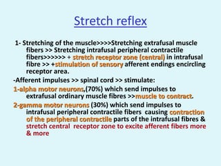 6-stretch reflex...................................... | PPT