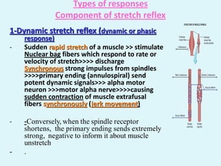 6-stretch reflex...................................... | PPT