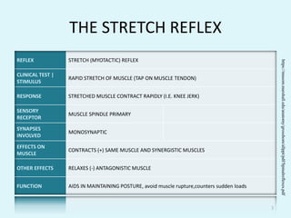 6-stretch reflex...................................... | PPT