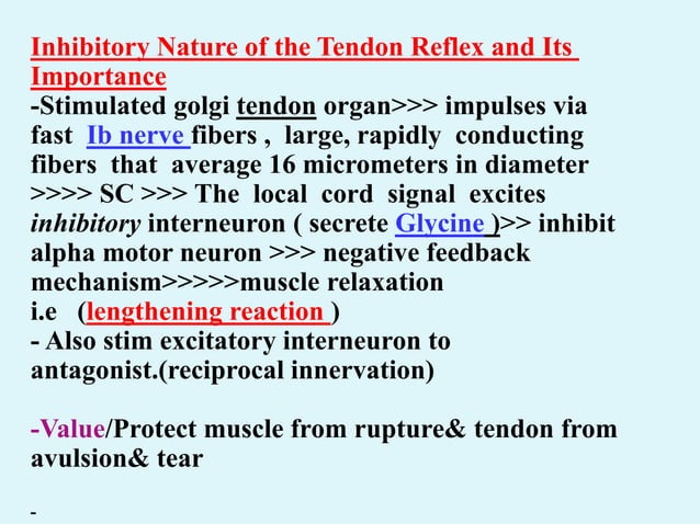 6-stretch reflex...................................... | PPT
