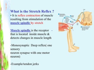 6-stretch reflex...................................... | PPT