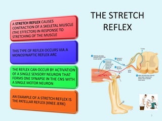 6-stretch reflex...................................... | PPT