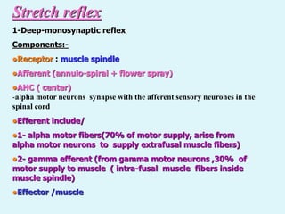 6-stretch reflex...................................... | PPT